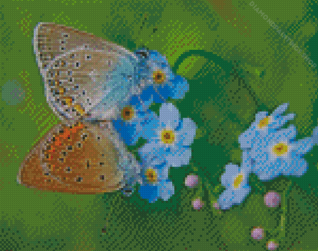 Butterflies On Forget Me Nots Flowers - 5D Diamond Paintings ...